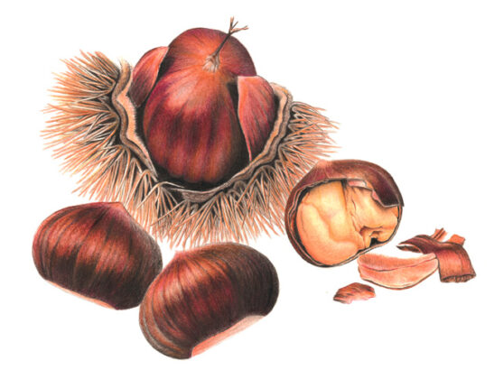La châtaigne, un fruit à coque - Chefs d'oc